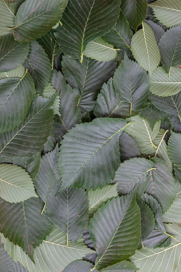 Background of Green Elm Tree Leaves Stock Image - Image of botany ...