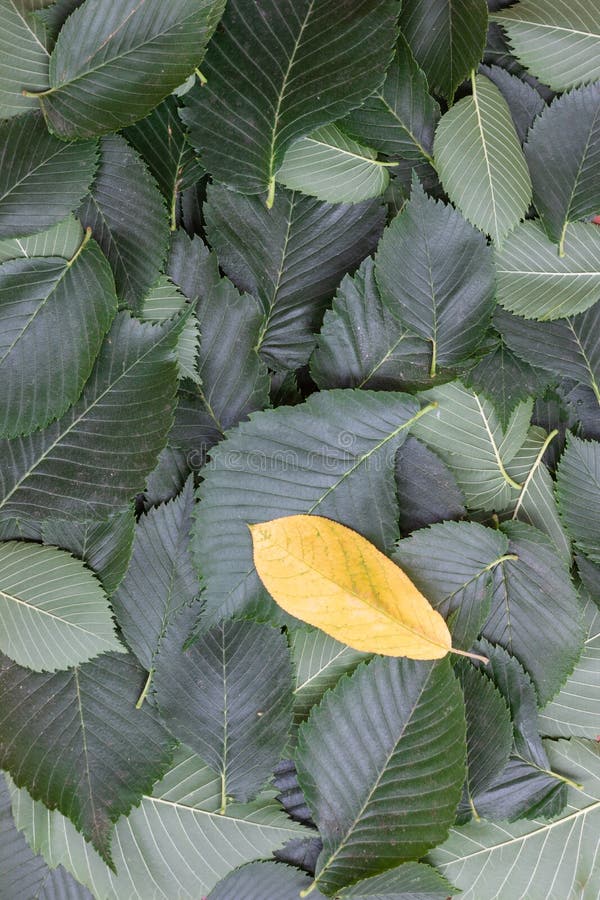 Background of Green Elm Tree Leaves Stock Image - Image of fresh, macro ...