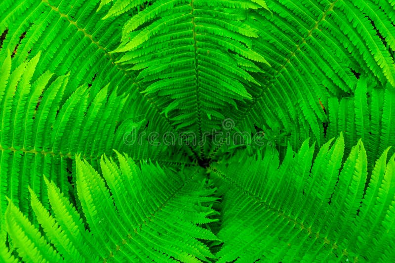 Background of the Green Fern. Top View. Natural Pattern Stock Image ...