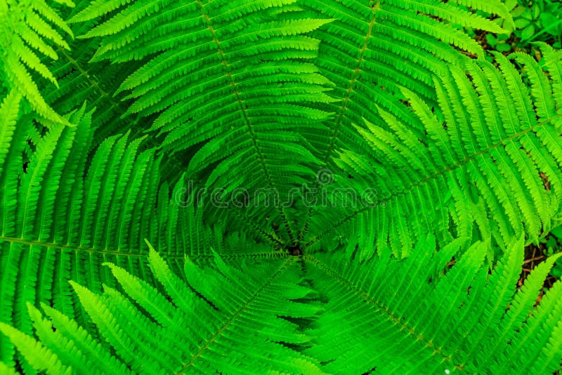Background of the Green Fern. Top View. Natural Pattern Stock Photo ...