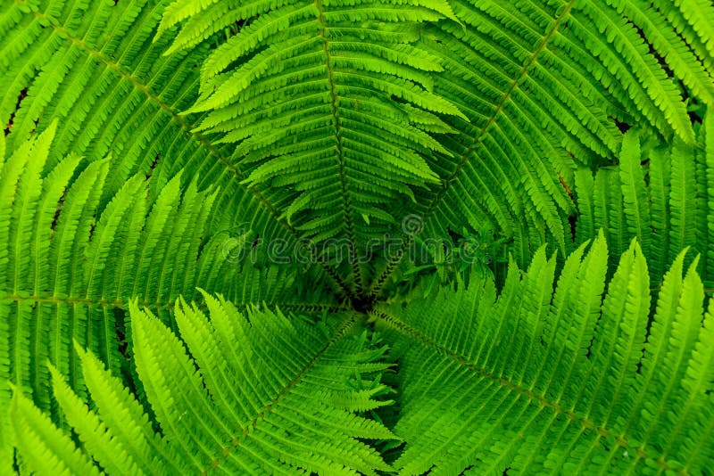 Background of the Green Fern. Top View. Natural Pattern Stock Image ...