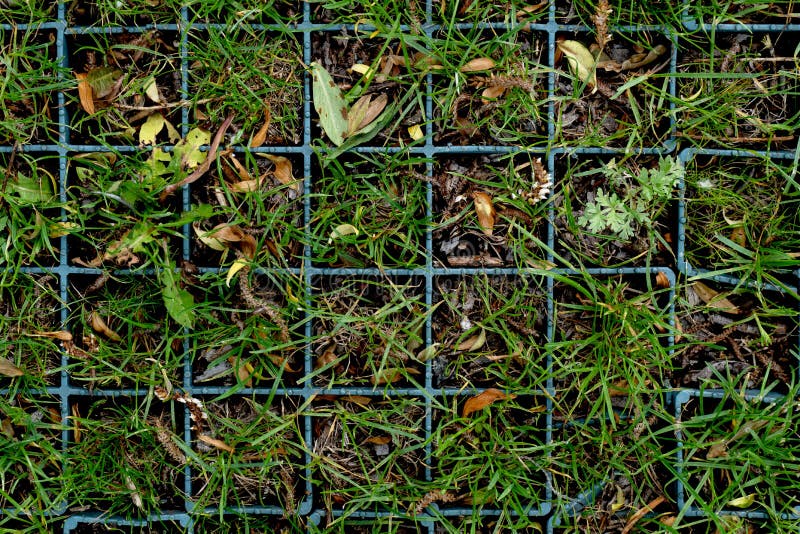 Background from Green Fresh Grass and Forest Leaves at Square Cells ...