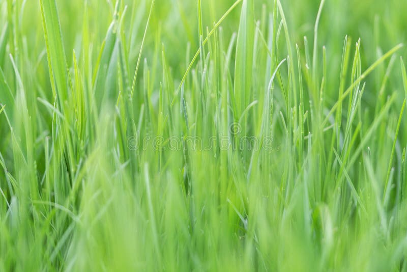 Background of Green Fresh Grass Side View Spear Space Stock Image ...