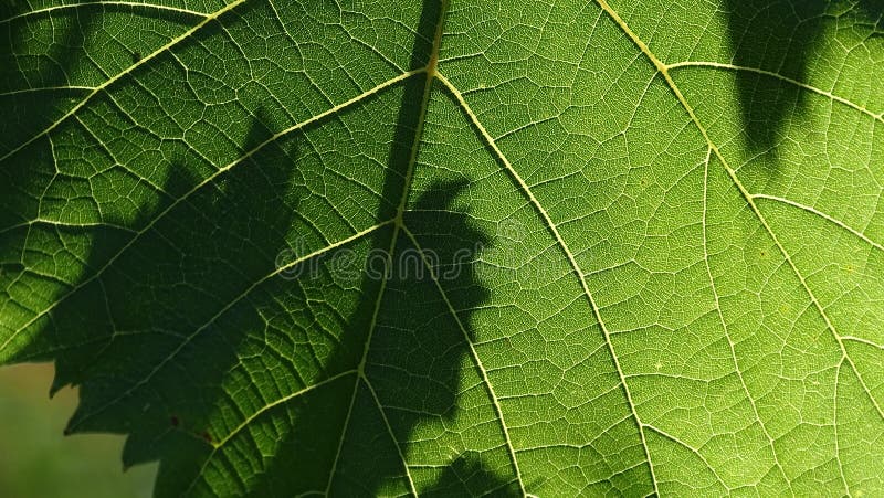 The Structure of the Grape Leaf Abstract Background in Purple, Violet ...