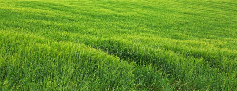 Background from Green Gras. Stock Photo - Image of bright, macro: 118477698