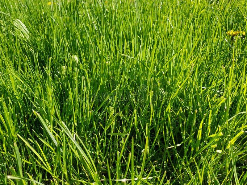 Background of Green Grass Close-up. Green Grass Texture Stock Image ...