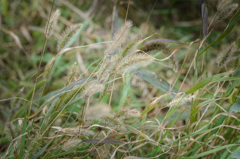 Background of Green Grass with Ears Stock Image - Image of foliage ...