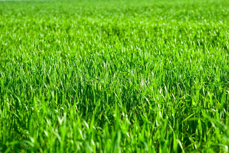 Background of Green Grass Field Stock Image - Image of color, bright ...