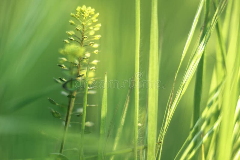 Background of Green Grass on the Field on a Bright Day Stock Image ...