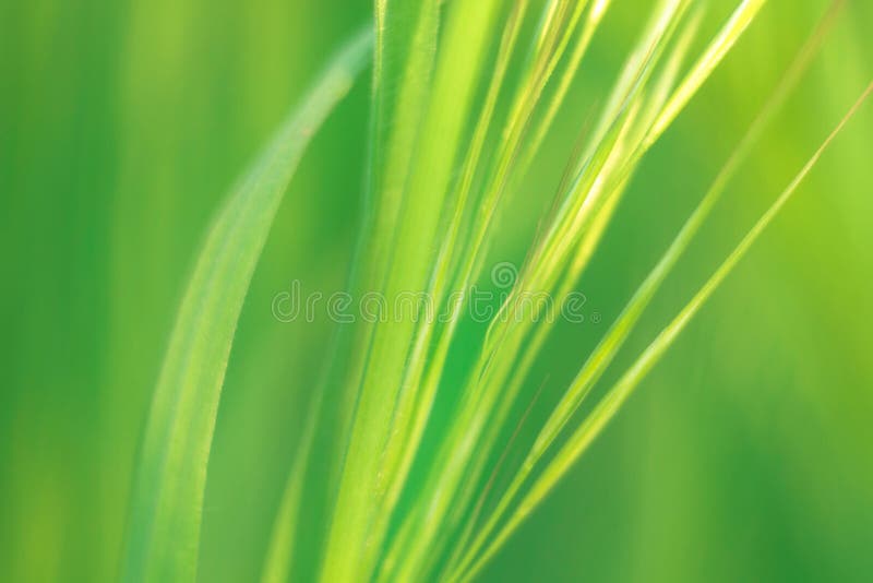 Background of Green Grass on the Field on a Bright Day Stock Image ...