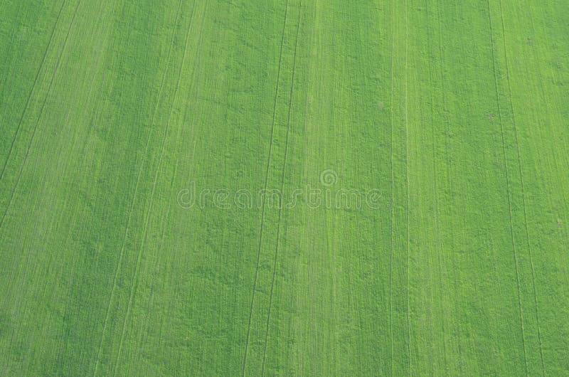 Green Grass Landscape Above View Texture Of Green Grass View From Above Top View Stock Image