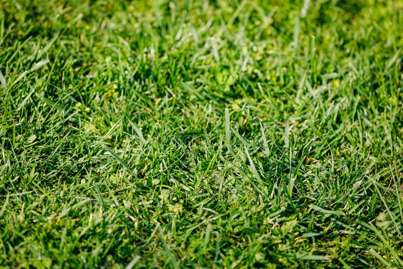 Background of Green Grass Growing on the Ground. Stock Image - Image of ...