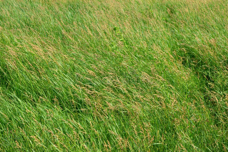 Background from Green Grass in the Meadow. Tall Green Grass in a ...