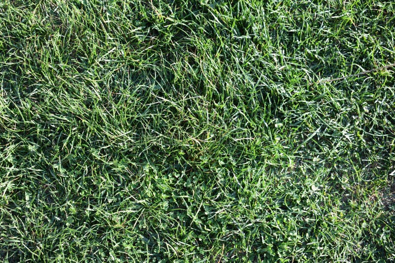 Background of Green Grass with Nice Texture Stock Photo - Image of ...