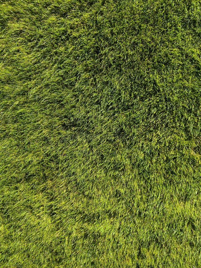 Background of a Green Grass. Texture Green Lawn Stock Photo - Image of ...