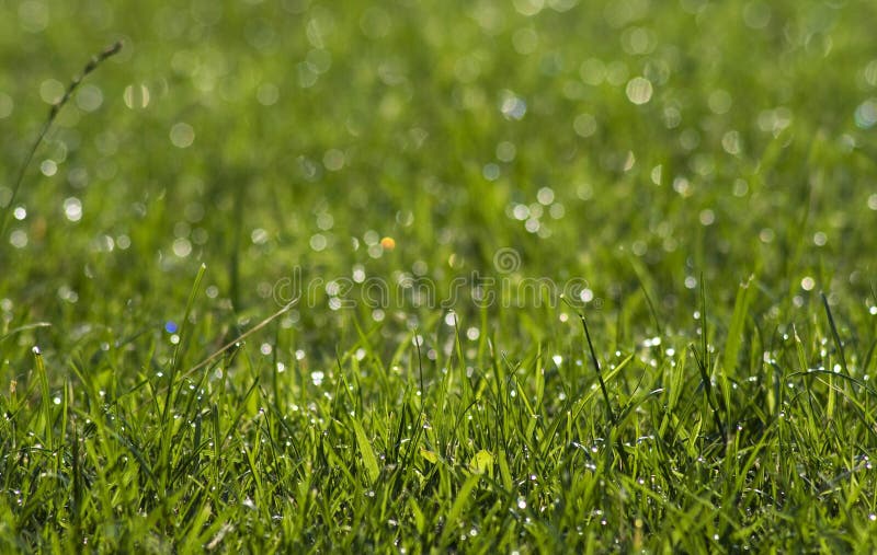 Background of Green Growing Grass Stock Photo - Image of bright, summer: 416304242
