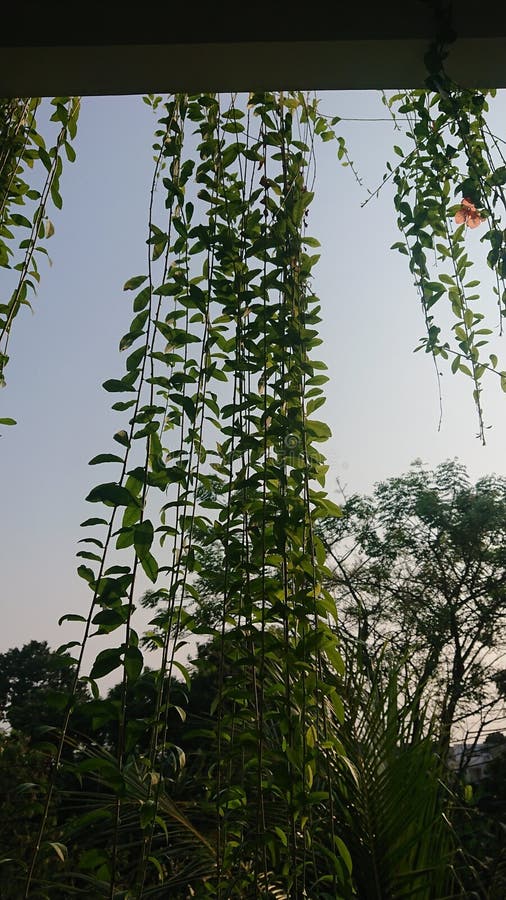 Background, Green Hanging Vines with Sunlight and Clear Sky Stock Image ...