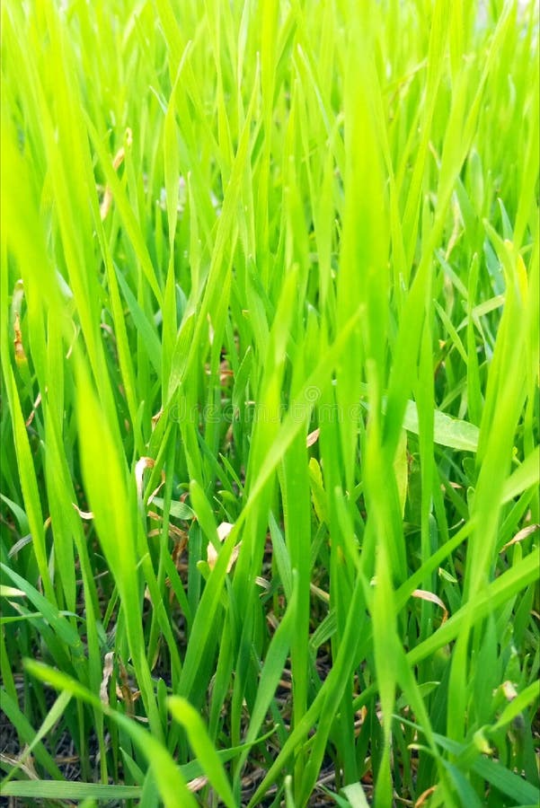 Background of Green High Grass in the Field Stock Photo - Image of ...