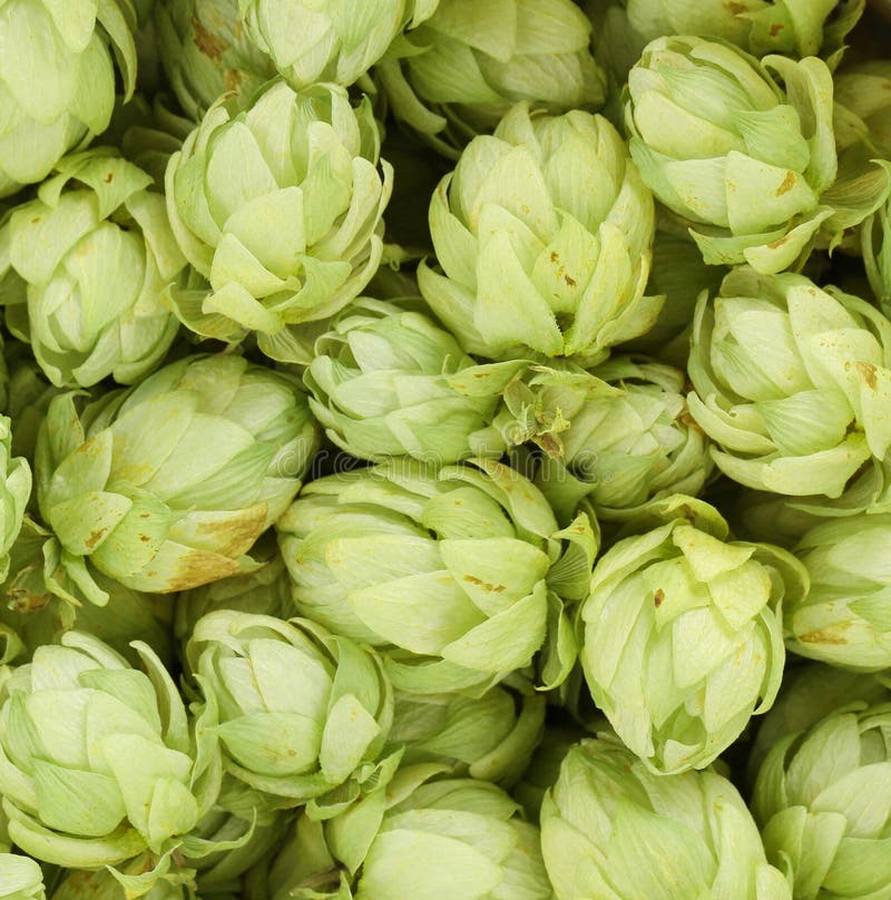 Background of Green Hop Cones. Stock Photo - Image of creeper, brewery ...
