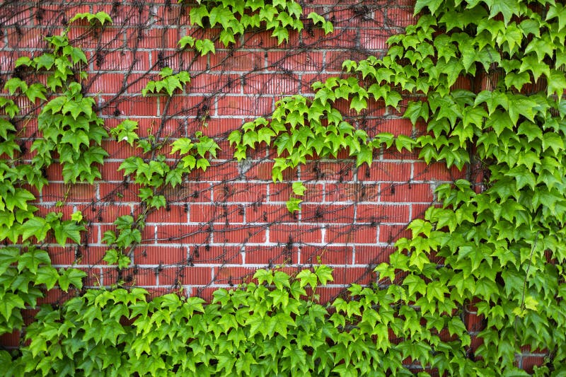 Background. Green Ivy Leaves on Brick Wall Stock Photo - Image of flora ...