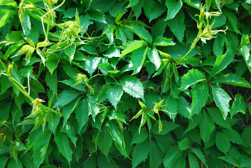Background from Green Ivy Leaves Closeup with Soft Focus Stock Photo ...