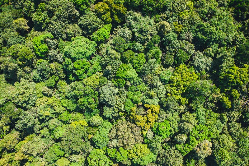 Rainforest from above stock image. Image of tropical - 23407817