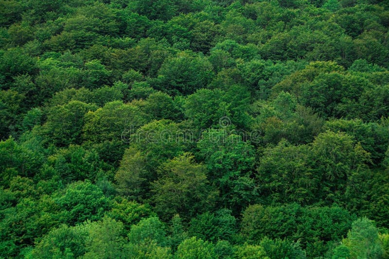 Background of Green Landscape Forest in Summer. Eye Rest Stock Photo ...