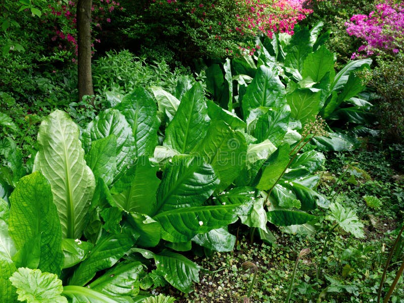 Background with Green Large Leaves Stock Photo - Image of leaves ...