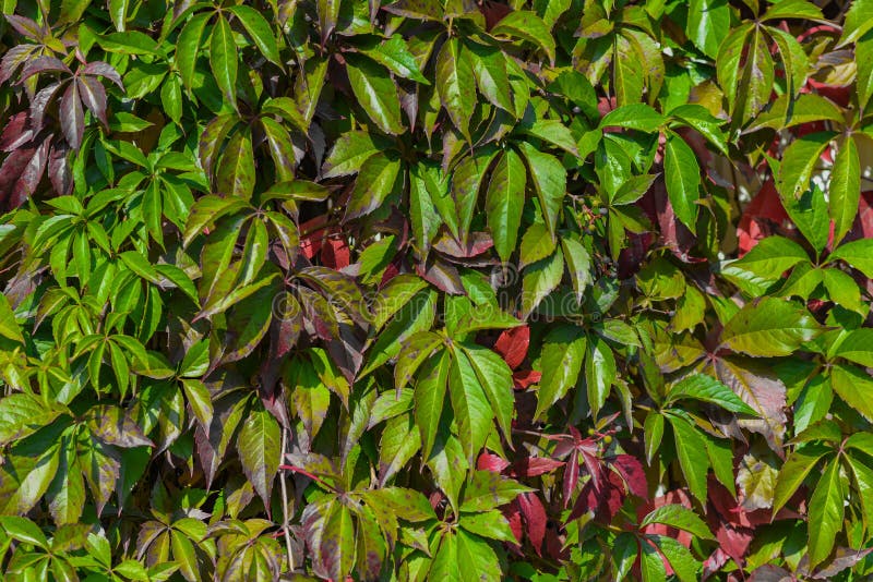 Background of Green Large Leaves Stock Photo - Image of greenery ...