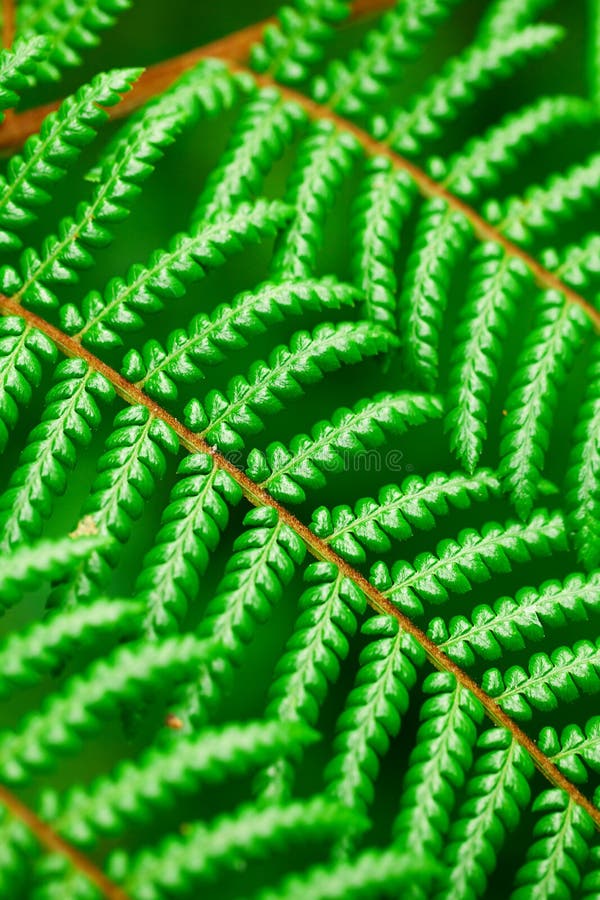 Background of green leaf stock image. Image of green - 30515409