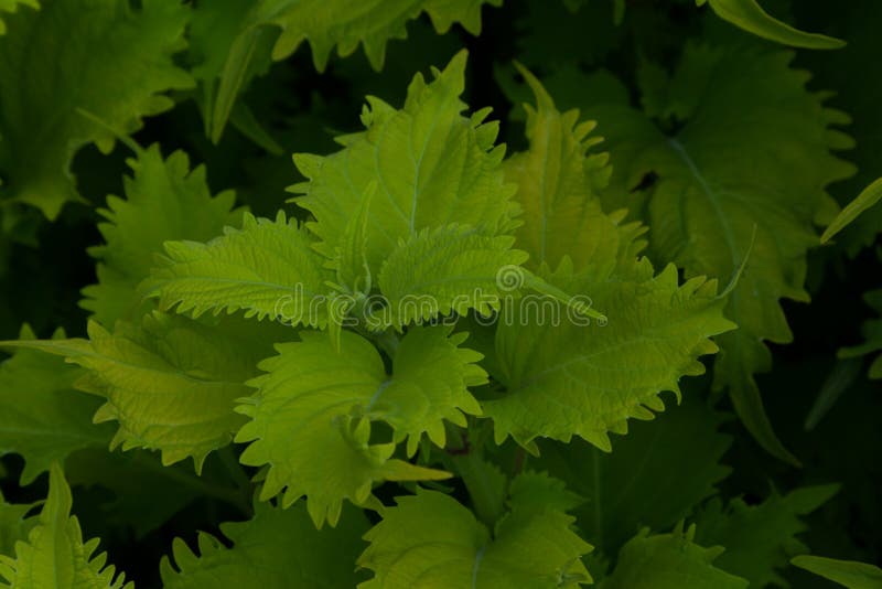 Green Spring leaf stock photo. Image of outdoors, garden - 130911454
