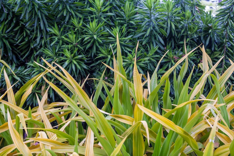 Background Green Leave Garden. Stock Image - Image of long, beautiful ...