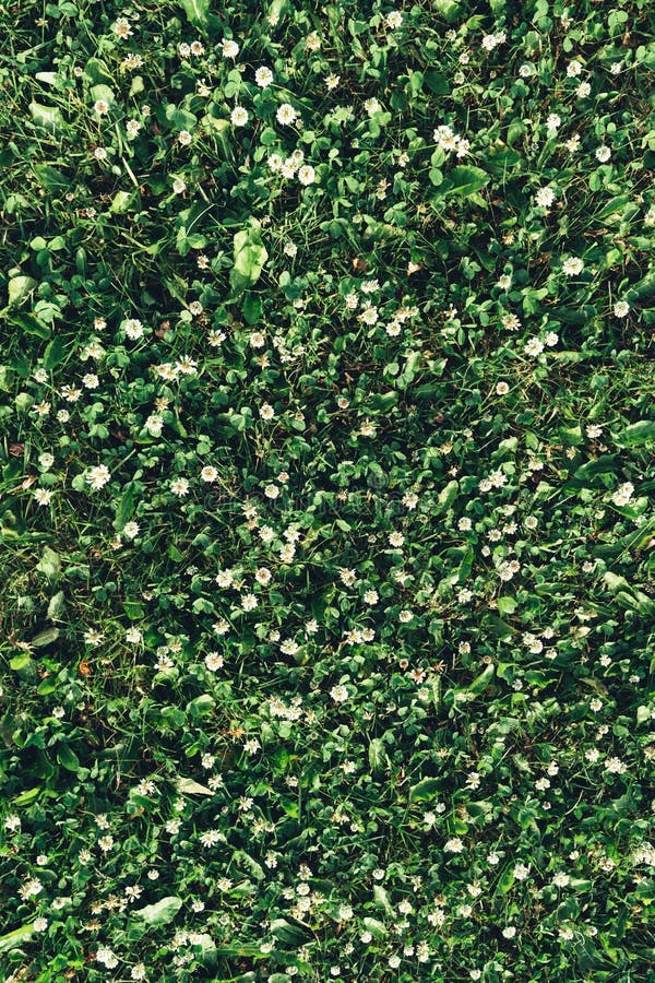 Background of Green Leaves of Blooming White Clover, Top View. Space ...