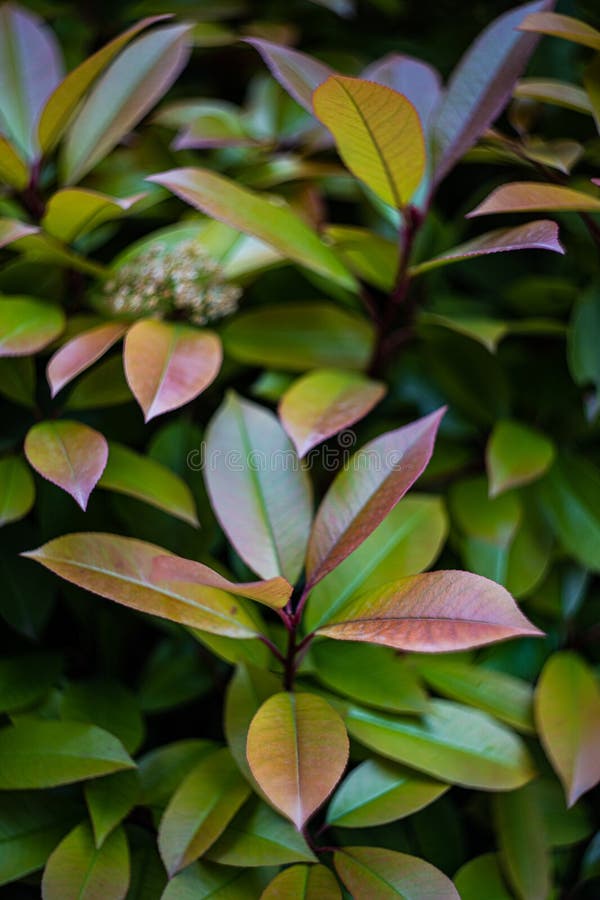 Background with Green Leaves of the Bush Stock Photo - Image of close ...