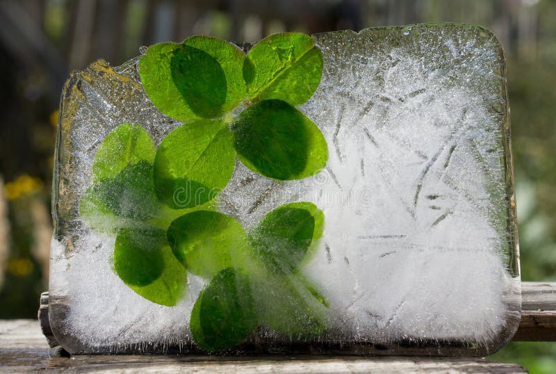 Clover Ice Cube Home & Living Drink & Barware etna.com.pe