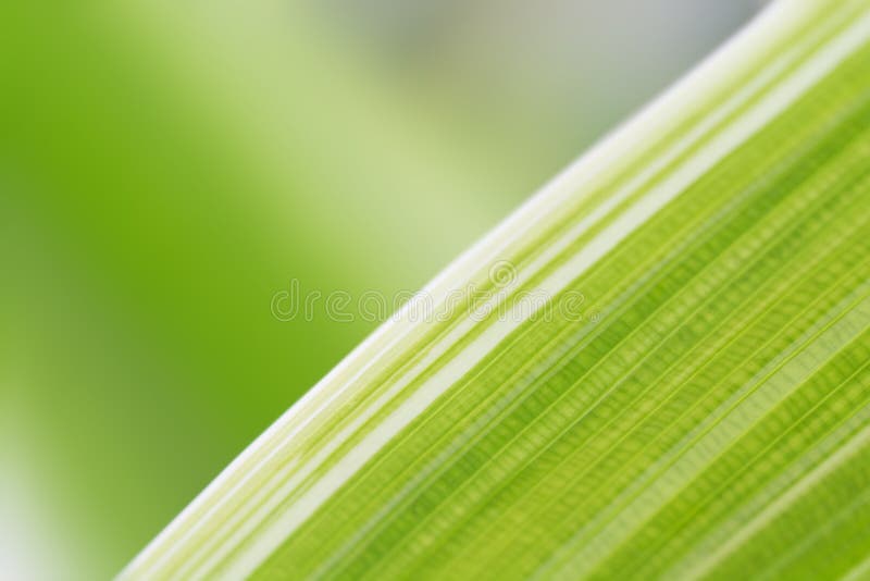Background Green Leaves Ecology Greenery, Clean Soft Texture Stock ...