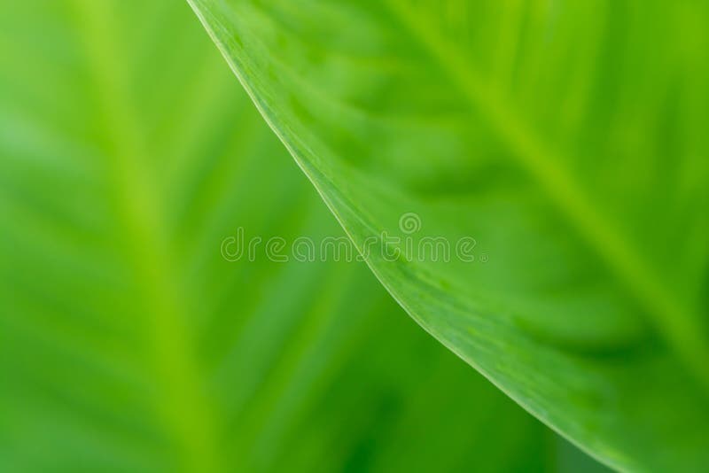 Background Green Leaves Ecology Greenery, Clean Soft Texture Stock ...