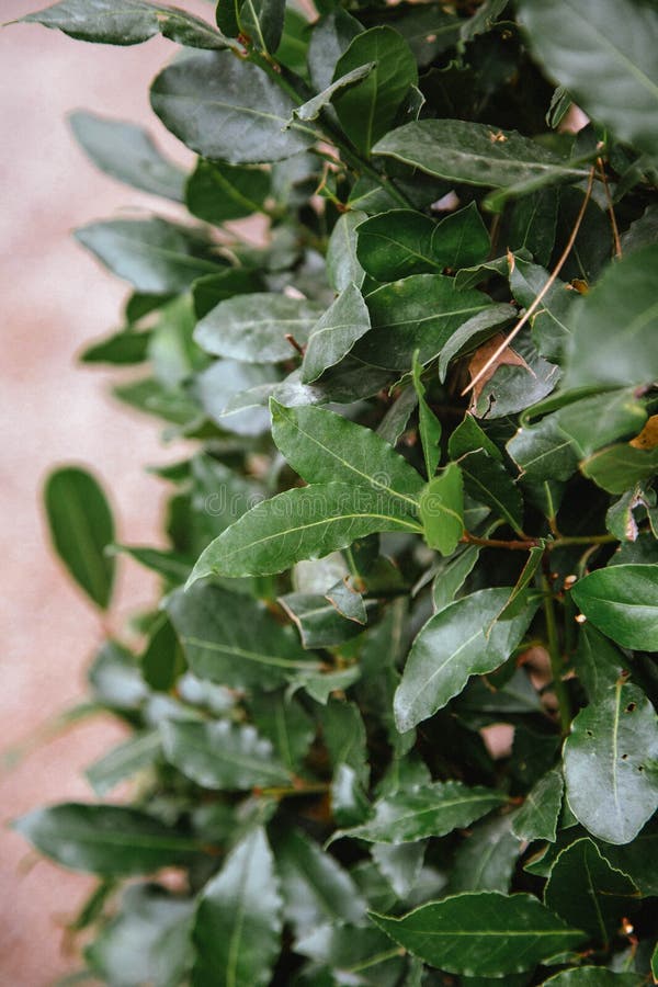 Background of Green Leaves of Laurel Tree. Vertical Image Stock Image ...