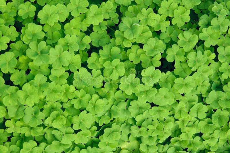 Water Shamrock stock photo. Image of petal, christianity - 8372330