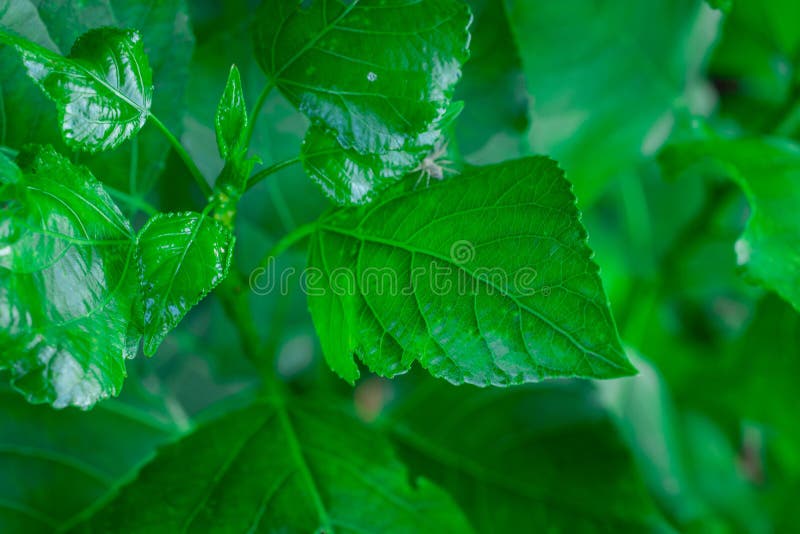 Green Leaves in Spring Time Stock Photo - Image of 20th, city: 231773600