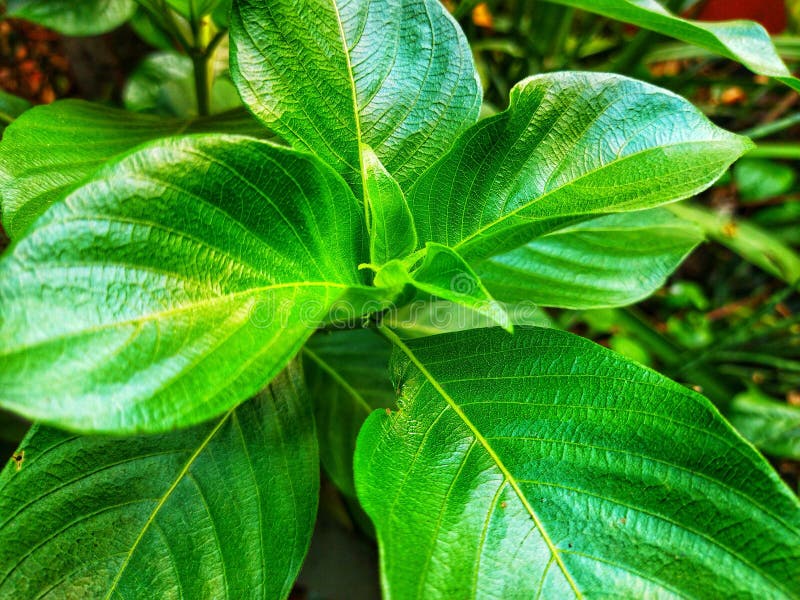 Background Green Leaves Texture Lines Summer Morning Stock Image ...