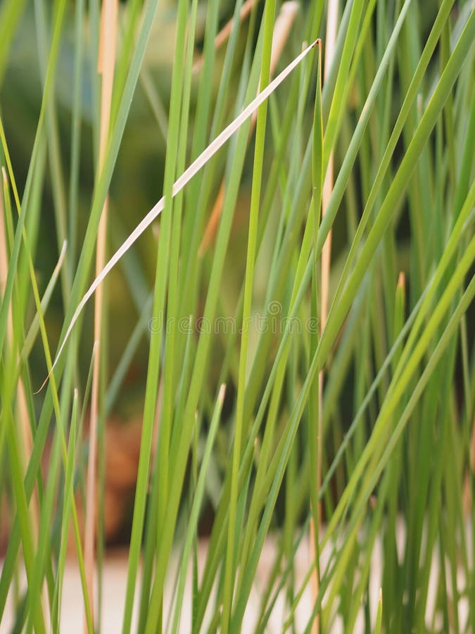Background Green Line Grass Beautiful Nature Stock Image - Image of ...