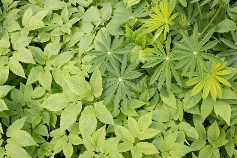 Background of Green Lupin Leaves on a Sunny Spring Day. the View from ...