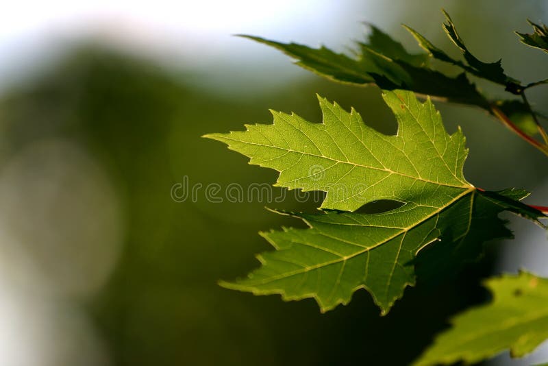 Background with Green Maple Leaves Stock Photo - Image of maples ...