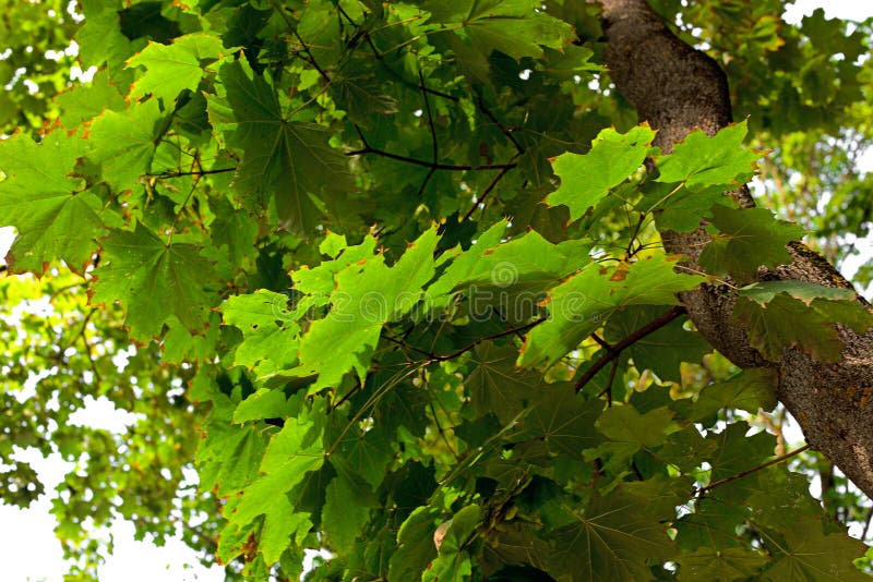 Green maple tree leaves stock image. Image of natural - 99161727