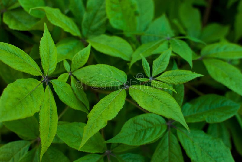 Background Green Marijuana Leaves of Cannabis Stock Image - Image of ...