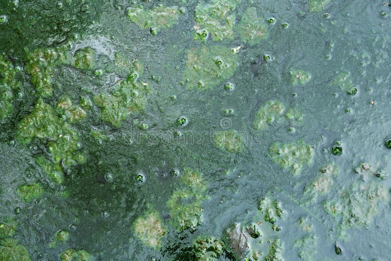Background with a Green Mud on the Puddle Surface Stock Photo - Image ...