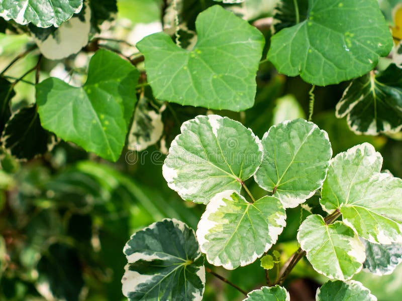 Background of Green Natural Leaf in the Local Native Garden Stock Photo ...