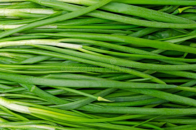 Background Green Onion Leaves Stock Photo - Image of fresh, background ...