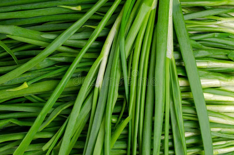 Background Green Onion Leaves Stock Photo - Image of feathers, copy ...